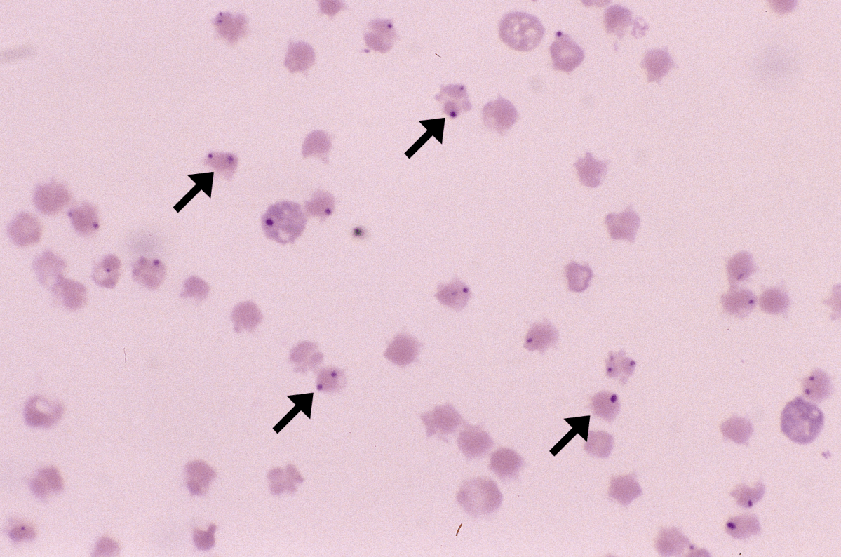 Anaplasma marginale – Cells and Smears
