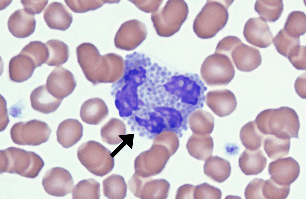 Basophils – Cells and Smears