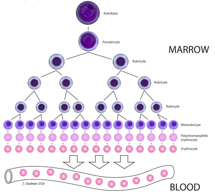 Nucleated Red Blood Cells – Cells and Smears