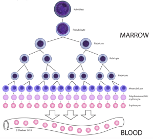 Nucleated Red Blood Cells – Cells and Smears