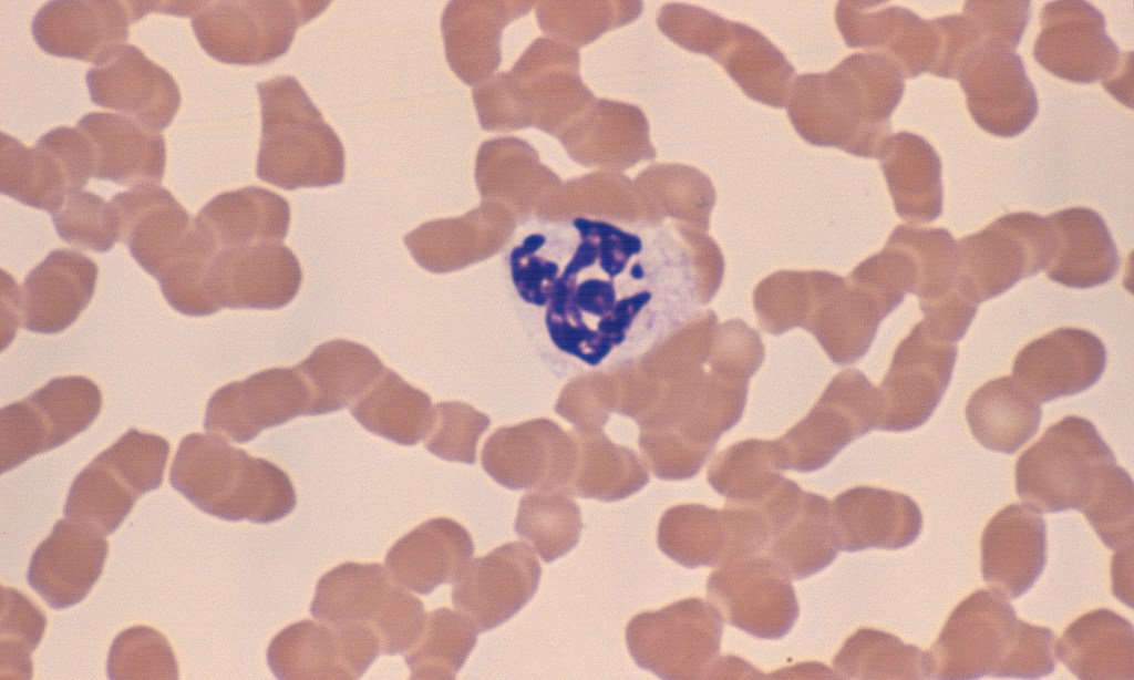 Normal Equine Erythrocytes – Cells and Smears