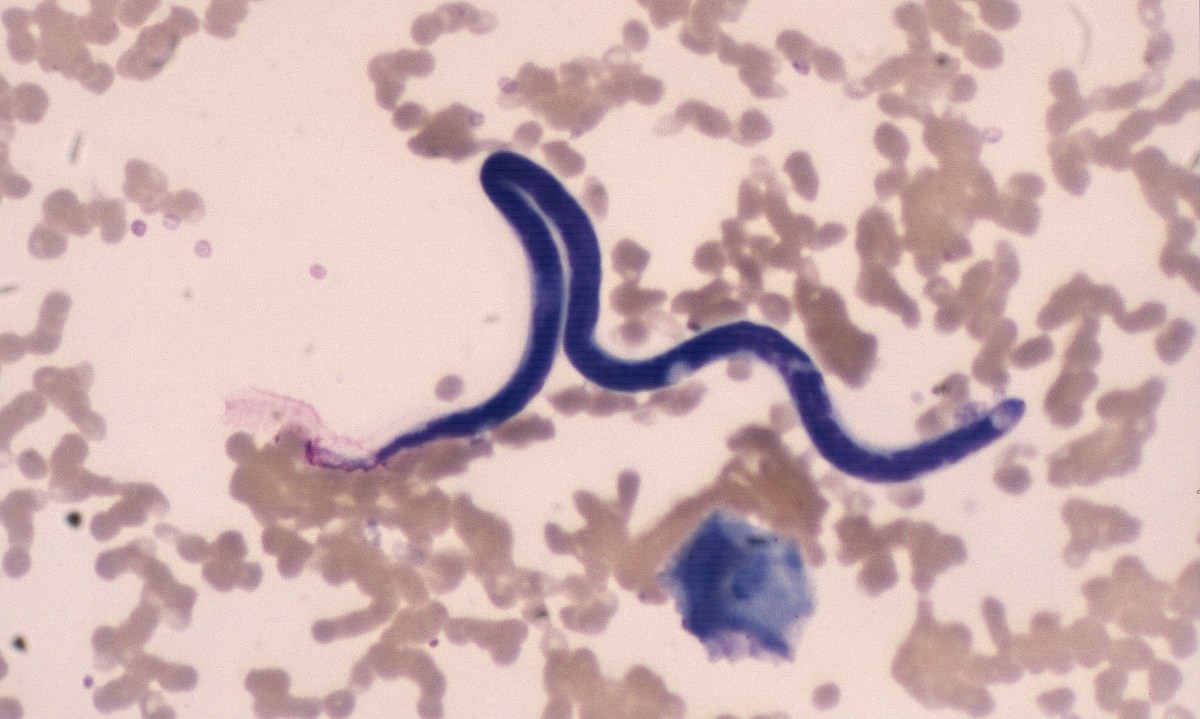 Setaria equina – Cells and Smears