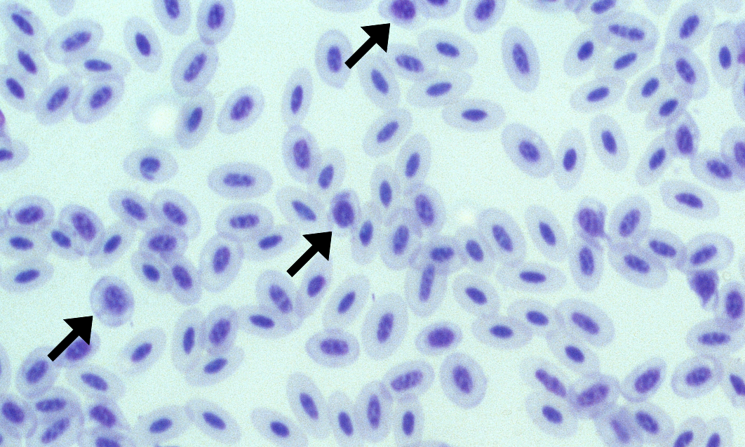 Cells and Smears – Veterinary Clinical Pathology Digital Database